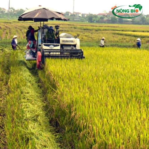 Dịch vụ thu hoạch lúa, cho thuê máy gặt lúa, gặt đập liên hợp