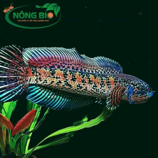 Cá lóc nữ hoàng: 1 số đặc điểm và cách nuôi cá trong bể