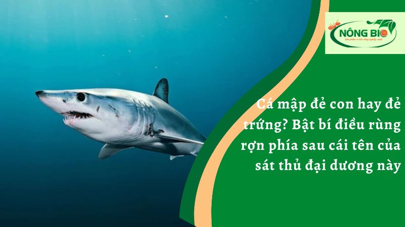 Cá mập đẻ con hay đẻ trứng? Bật bí điều rùng rợn phía sau