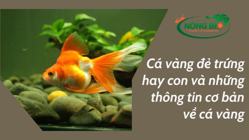 Cá vàng đẻ trứng hay con và những thông tin cơ bản