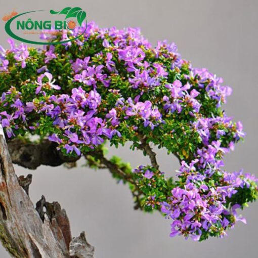 Cây linh sam: nguồn gốc, 1 số đặc điểm và công dụng hiệu quả