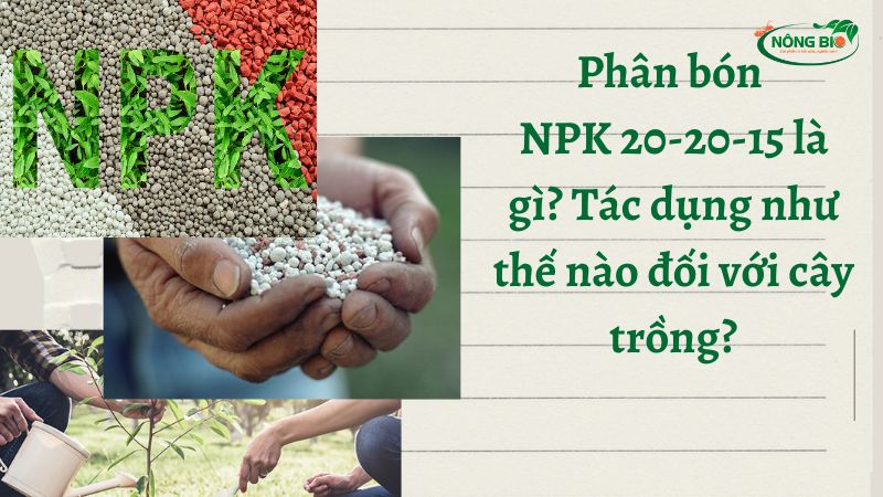 Phân bón NPK 20-20-15 là gì? Tác dụng như thế nào đối với cây trồng?