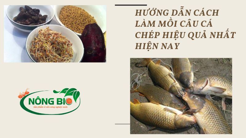 Hướng dẫn cách làm mồi câu cá chép hiệu quả nhất hiện nay
