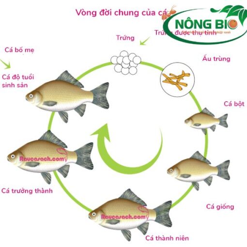 Cá đẻ Trứng Hay đẻ Con Đặc điểm Phân Loại Và Những điều Thú Vị