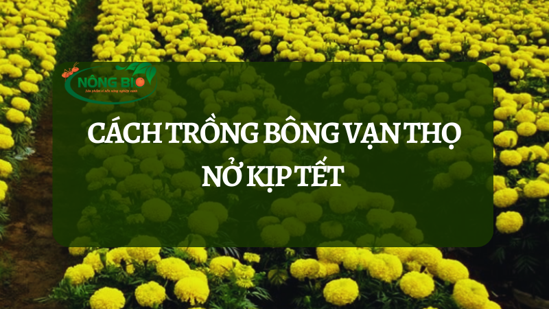 Cách trồng bông vạn thọ nở kịp Tết
