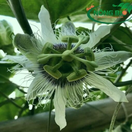 Đặc điểm hoa chanh dây và bí quyết tăng tỷ lệ ra hoa